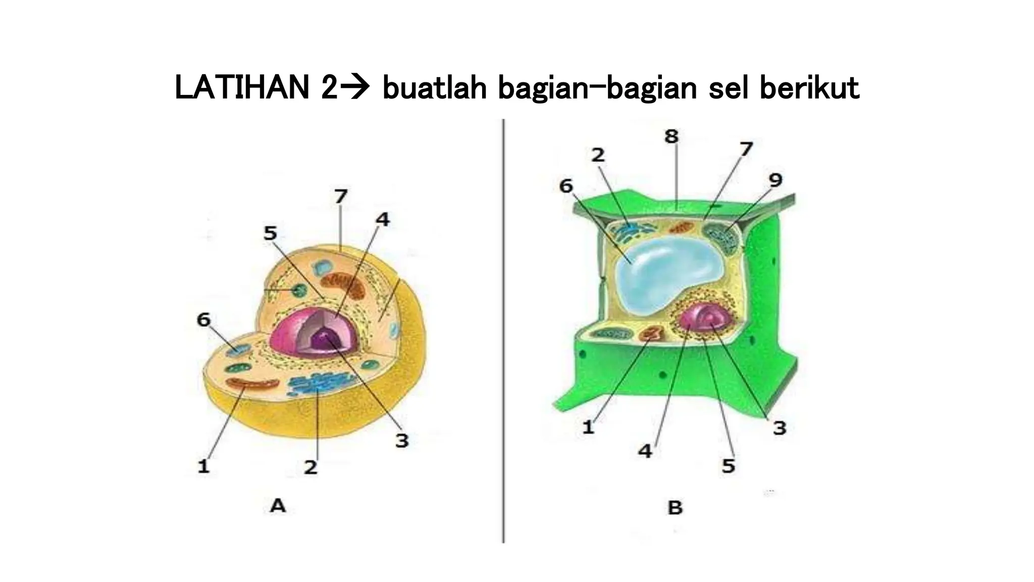 PENGENALAN SEL IPA KELAS 8 KURIKULUM MERDEKA.pptx