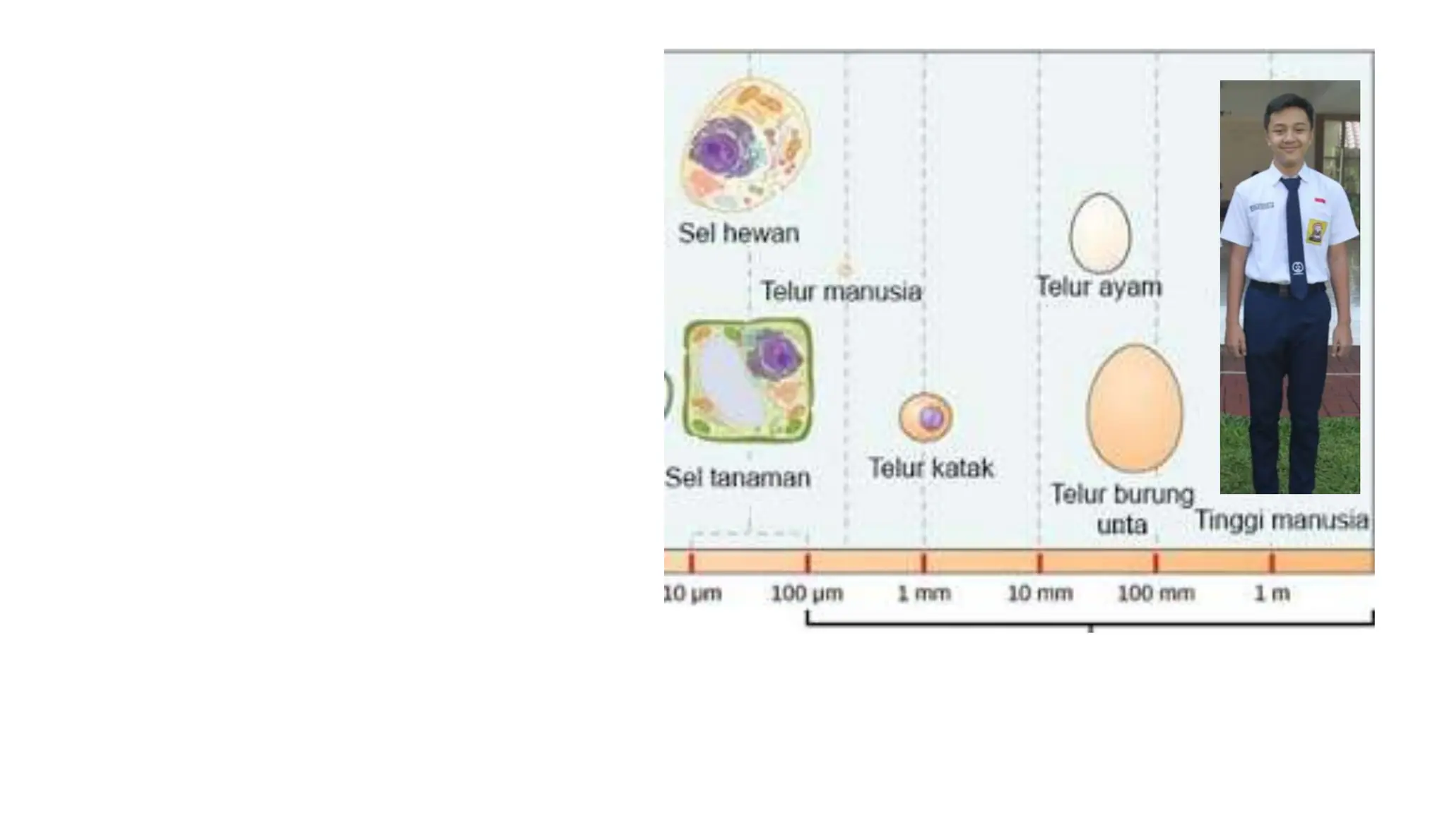 PENGENALAN SEL IPA KELAS 8 KURIKULUM MERDEKA.pptx