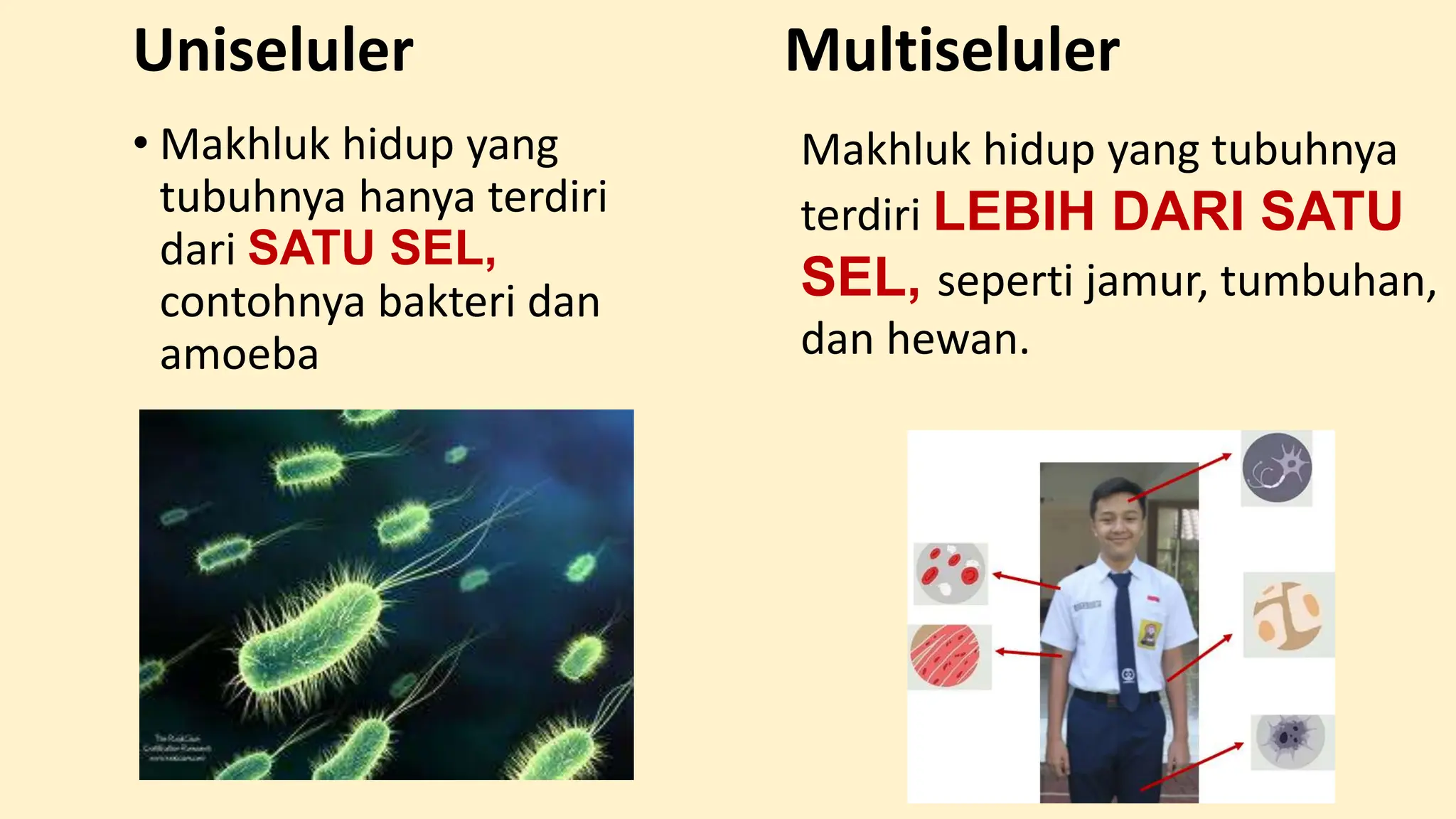 PENGENALAN SEL IPA KELAS 8 KURIKULUM MERDEKA.pptx