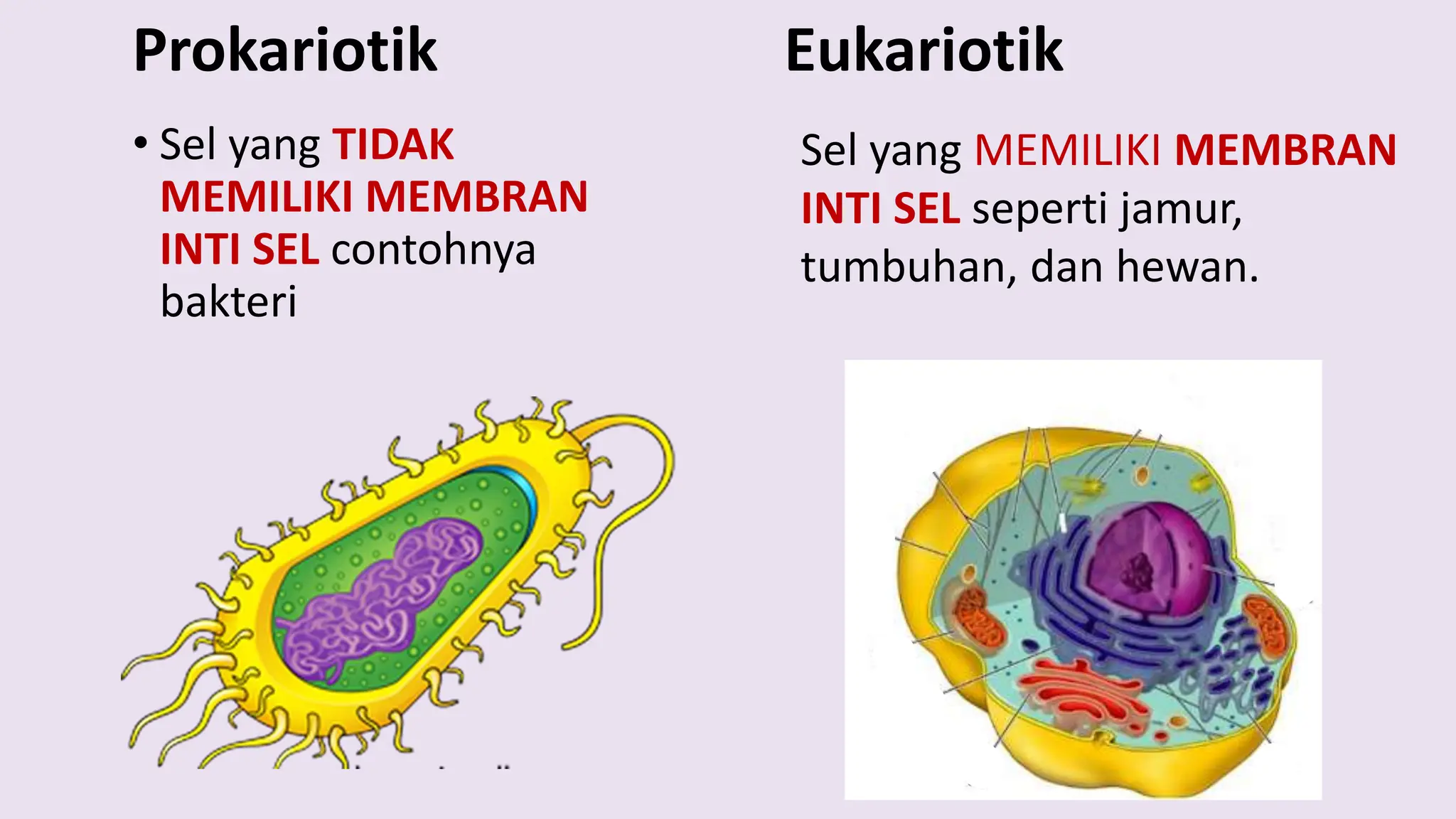 PENGENALAN SEL IPA KELAS 8 KURIKULUM MERDEKA.pptx