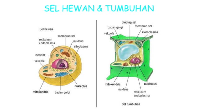 PENGENALAN SEL IPA KELAS 8 KURIKULUM MERDEKA.pptx
