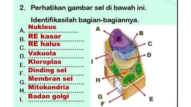 PENGENALAN SEL IPA KELAS 8 KURIKULUM MERDEKA.pptx