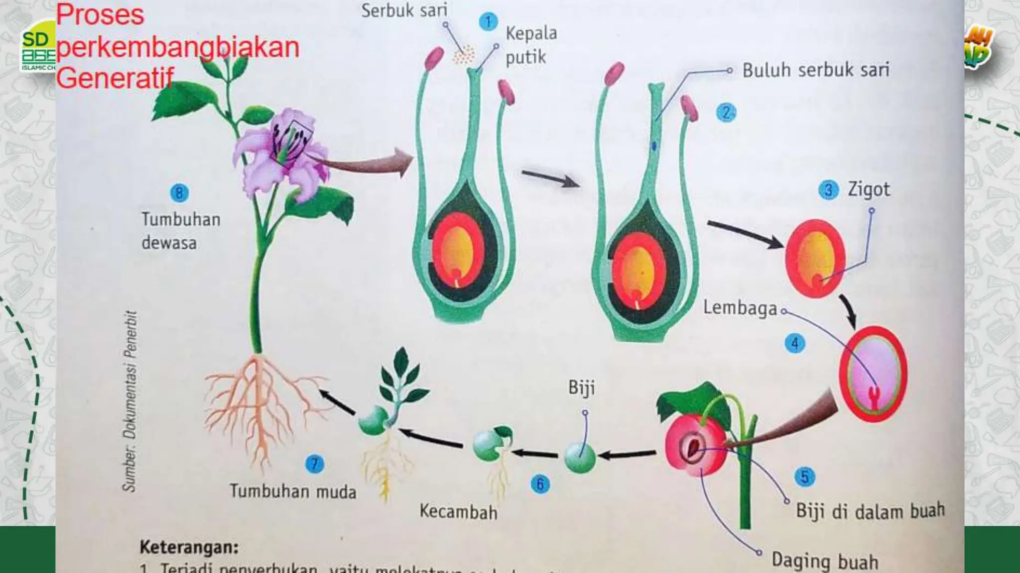 BAB 1 - Perkembangbiakan Tumbuhan dan Hewan.pptx