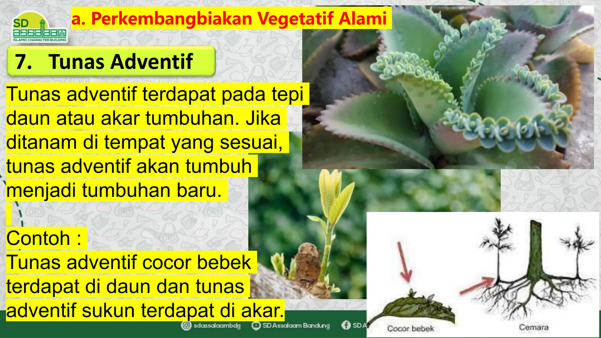 BAB 1 - Perkembangbiakan Tumbuhan dan Hewan.pptx