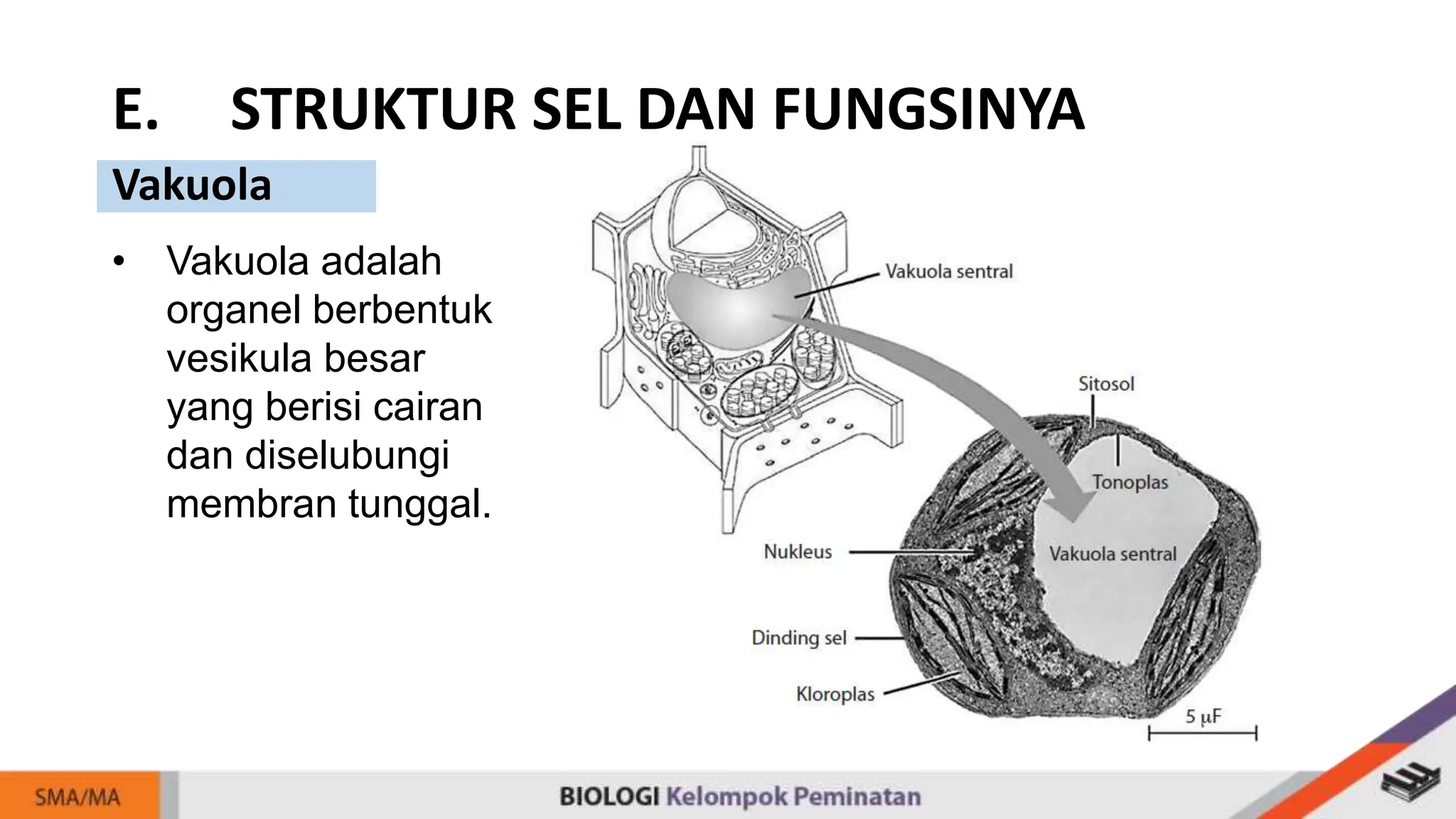 BAB 1 - SEL - NEW.pptx untuk kelas sebelas | PPTX