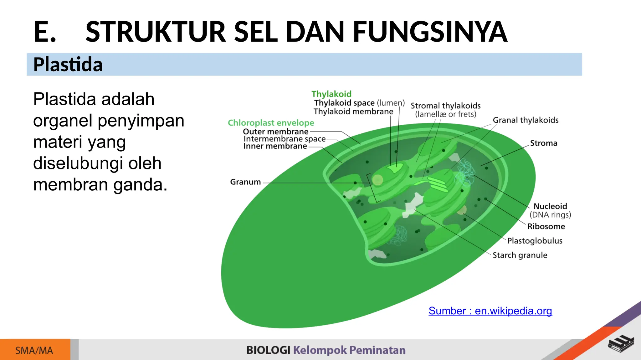 Powerpoint tentang materi menjelajah sel | PPTX