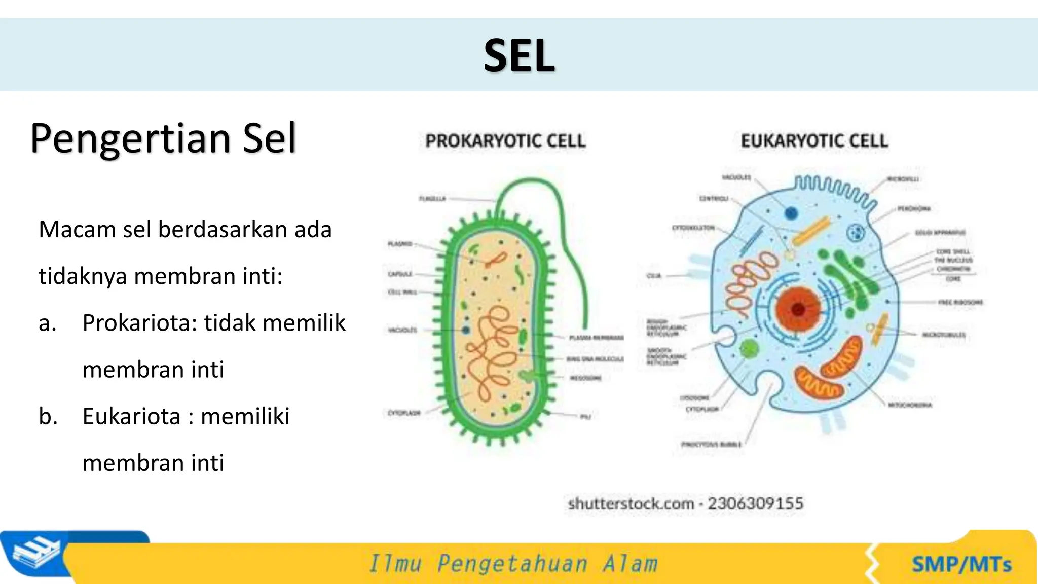 Bab 1-Sel dan Perkembangannya kurikulum 2013 | PPT