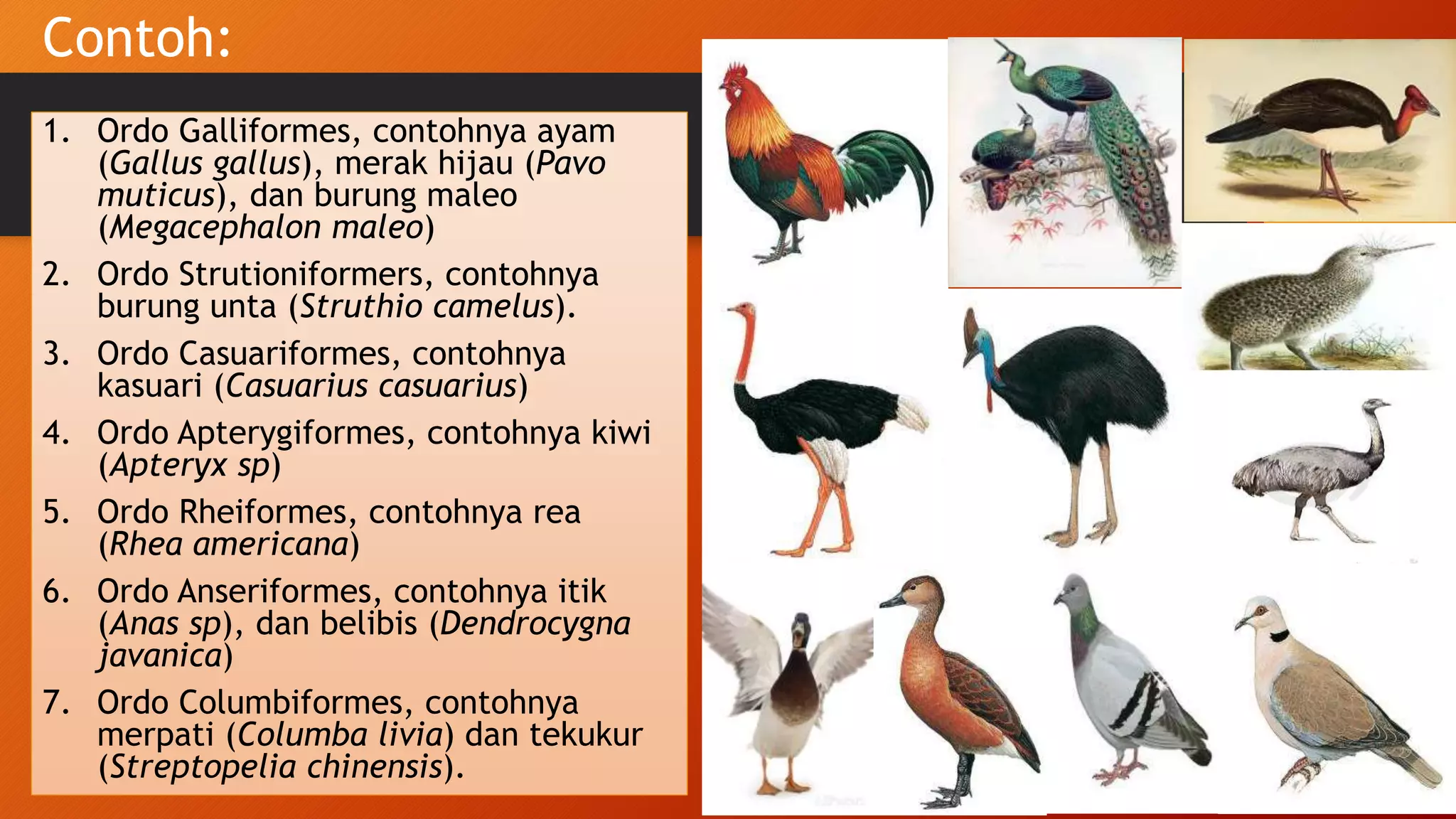 Bab 10. Rngkasan aves | PPTX