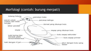Bab 10. Rngkasan aves | PPTX