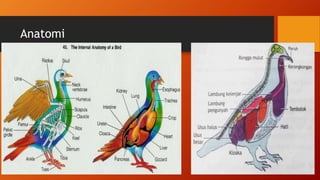 Bab 10. Rngkasan aves | PPTX
