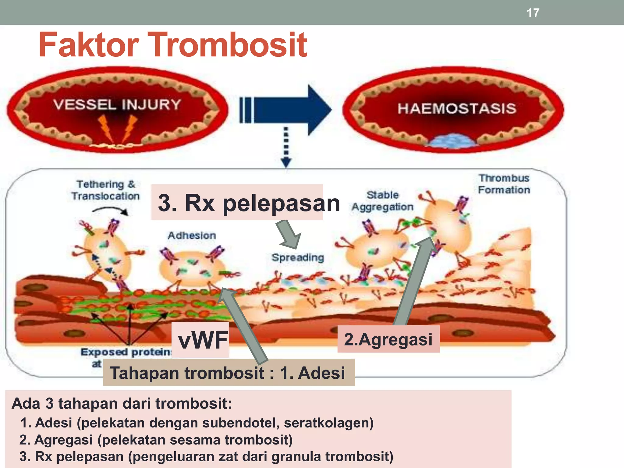 Bab 10 hemostasis | PPTX