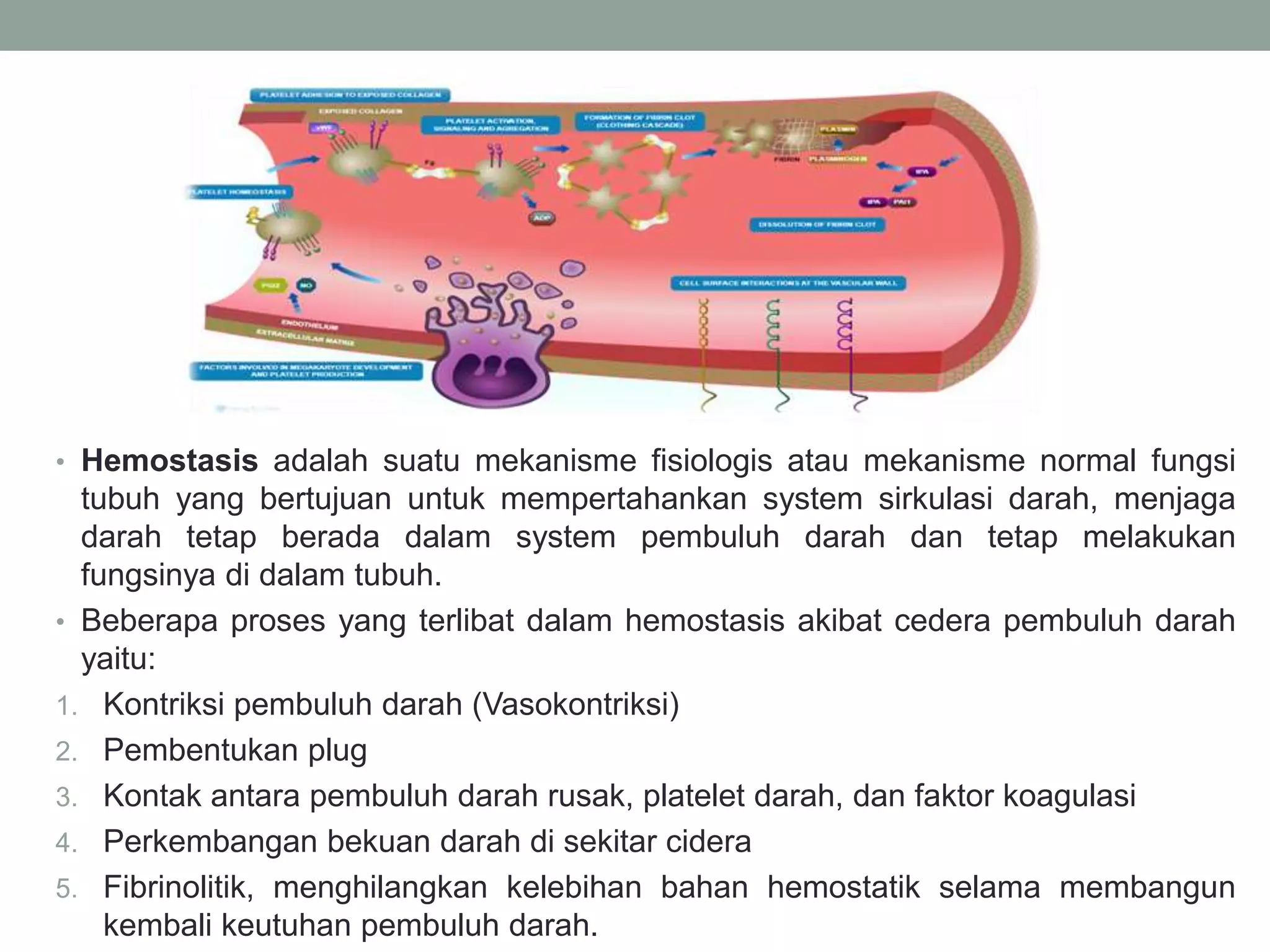 Bab 10 hemostasis | PPTX