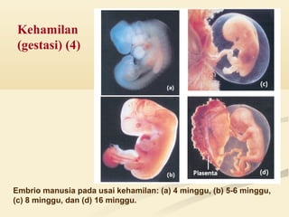 Bab 10 sistem reproduksi | PPT