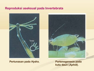 Bab 10 sistem reproduksi | PPT