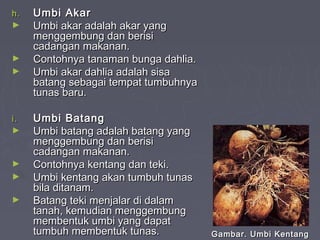 sistem reproduksi | PPT