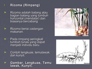 sistem reproduksi | PPT