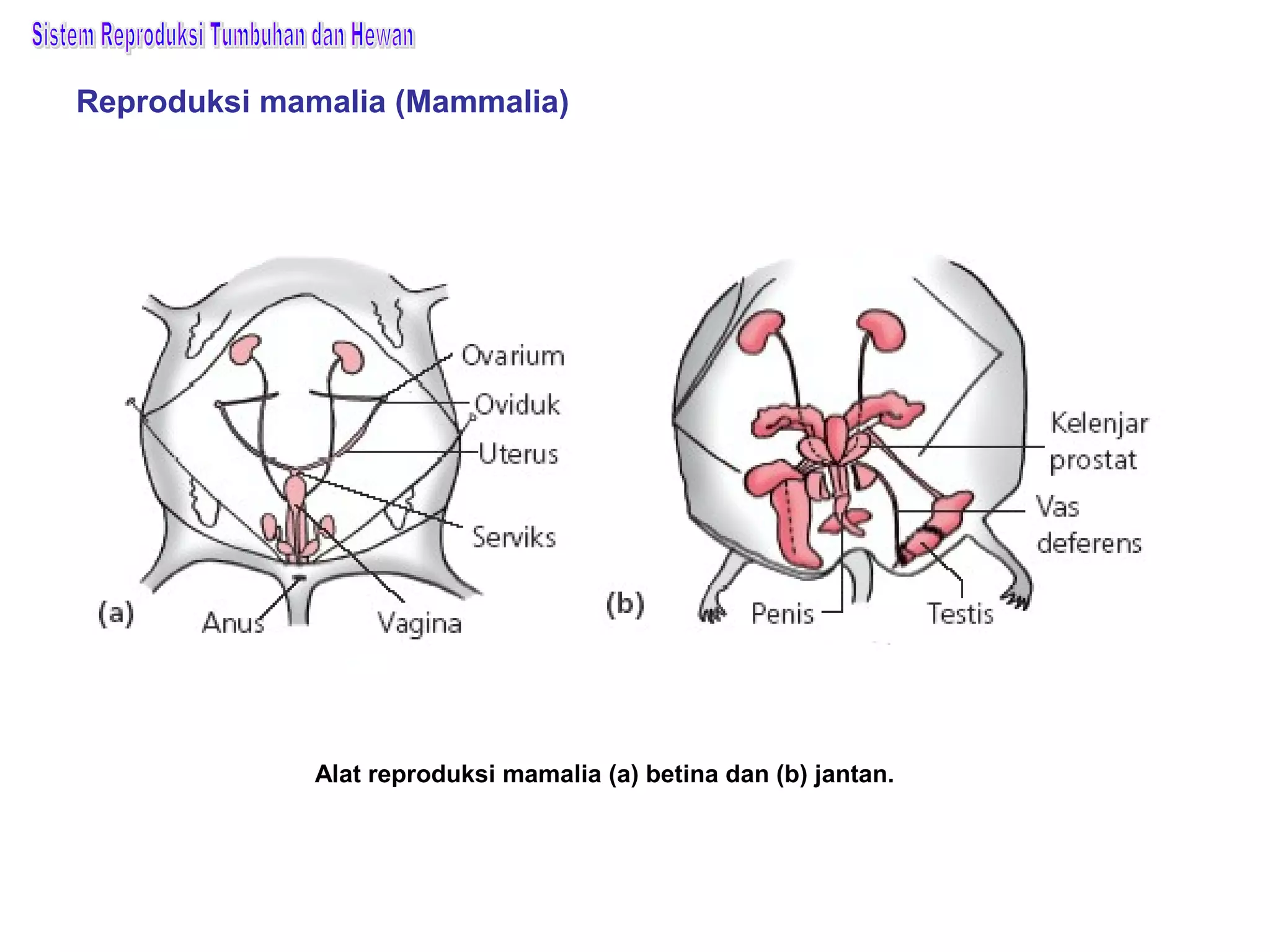 Bab 10 sistem reproduksi tumbuhan dan hewan | PPT