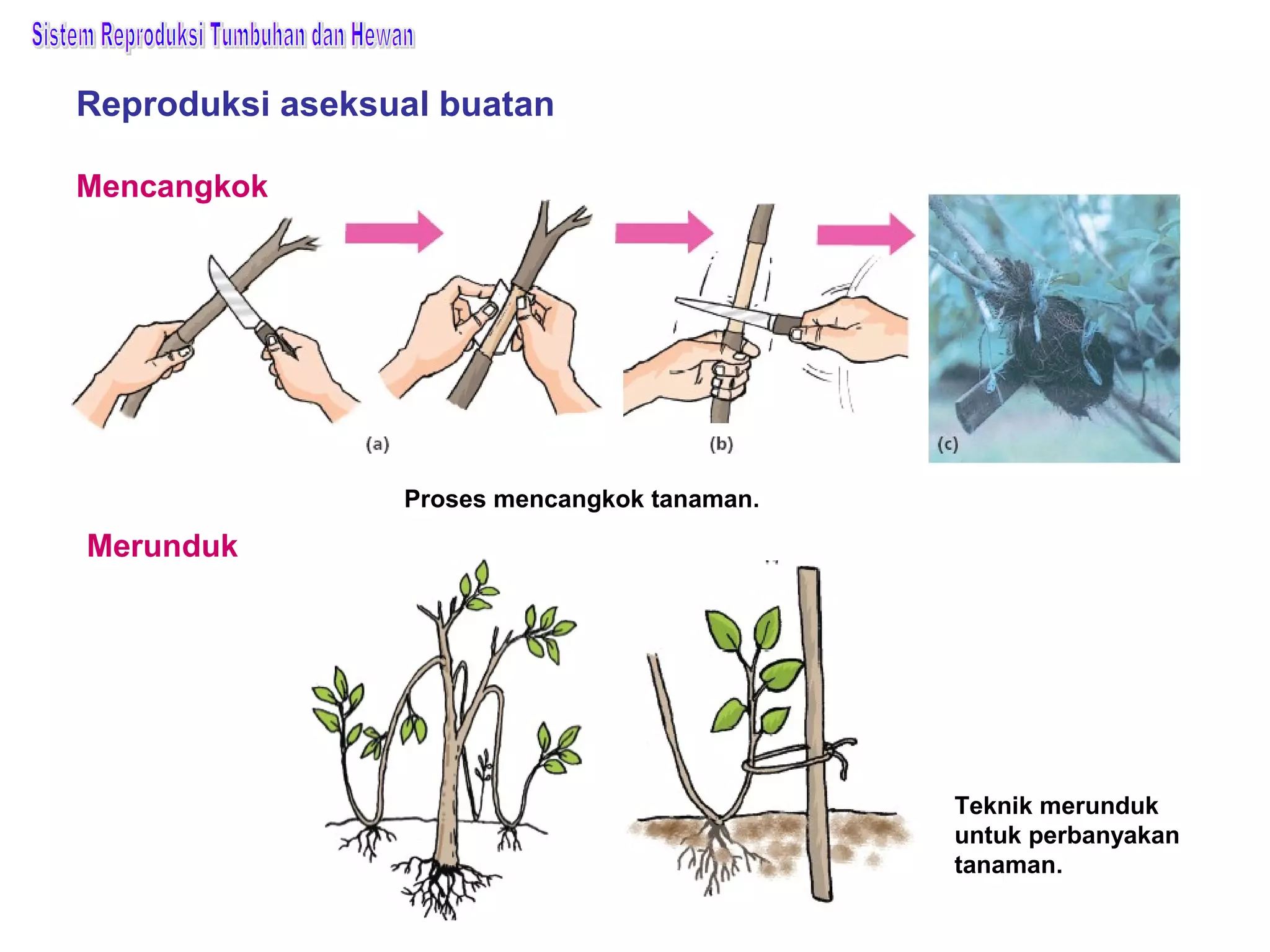 Bab 10 sistem reproduksi tumbuhan dan hewan | PPT