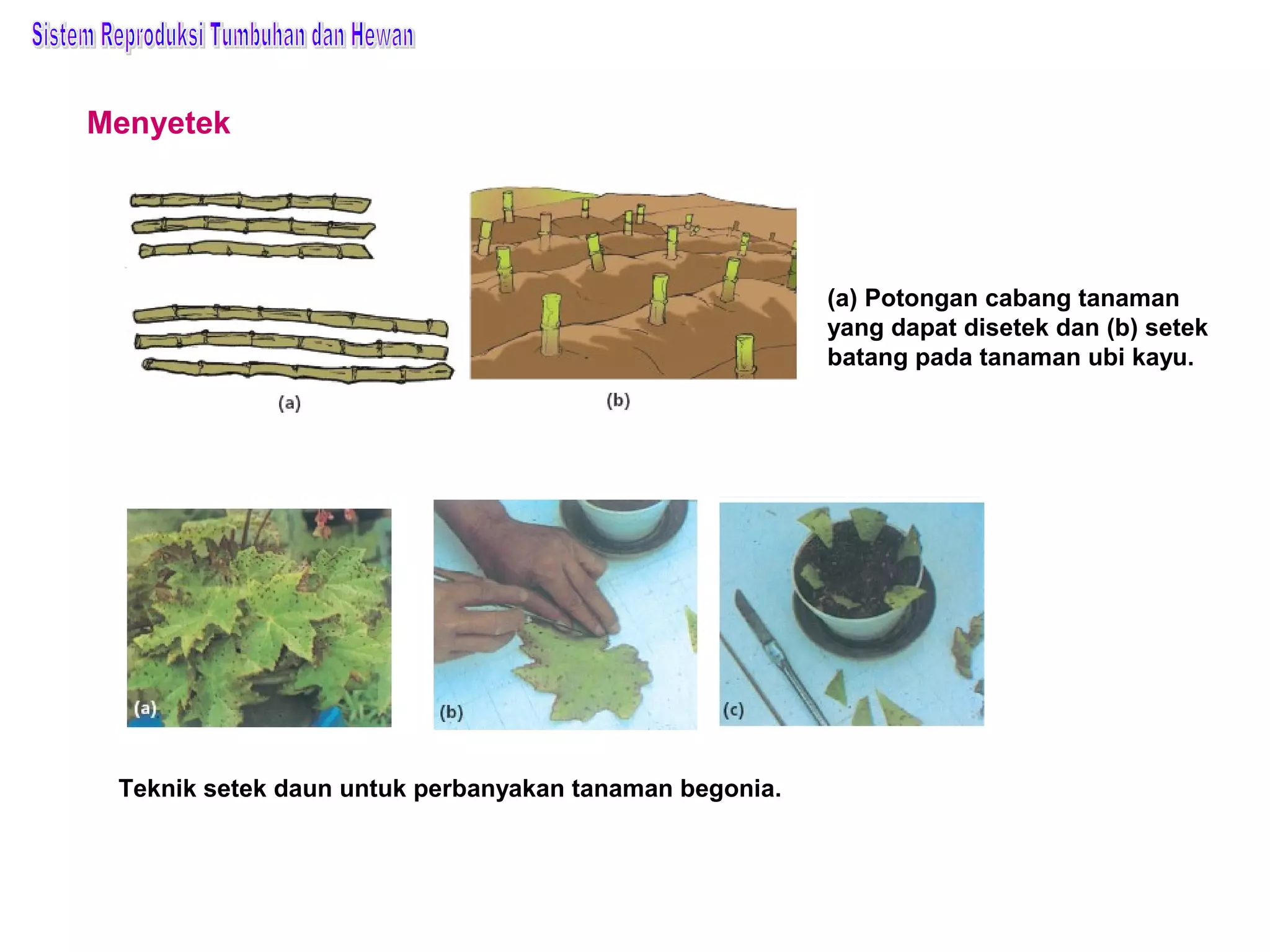 Bab 10 sistem reproduksi tumbuhan dan hewan | PPT