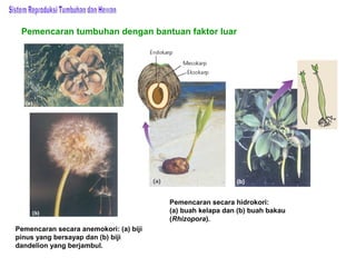 Bab 10 sistem reproduksi tumbuhan dan hewan | PPT