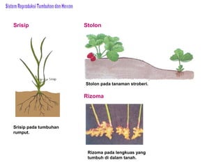 Bab 10 sistem reproduksi tumbuhan dan hewan | PPT