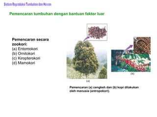 Bab 10 sistem reproduksi tumbuhan dan hewan | PPT