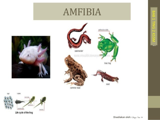 contoh haiwan amfibia - Ryan Cornish