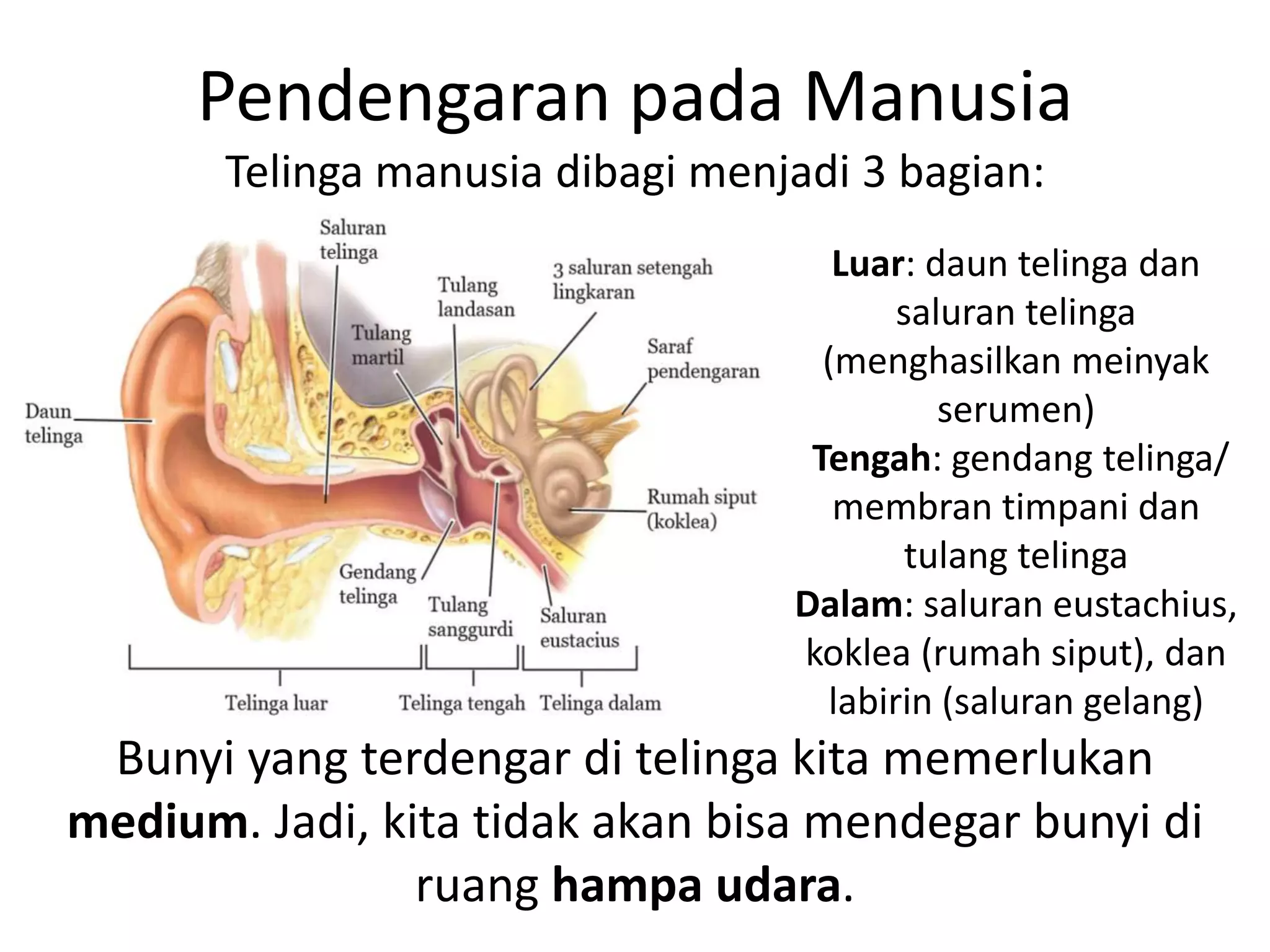 Bab 11 Getaran, Gelombang, dan Bunyi dalam Kehidupan Sehari hari | PPTX