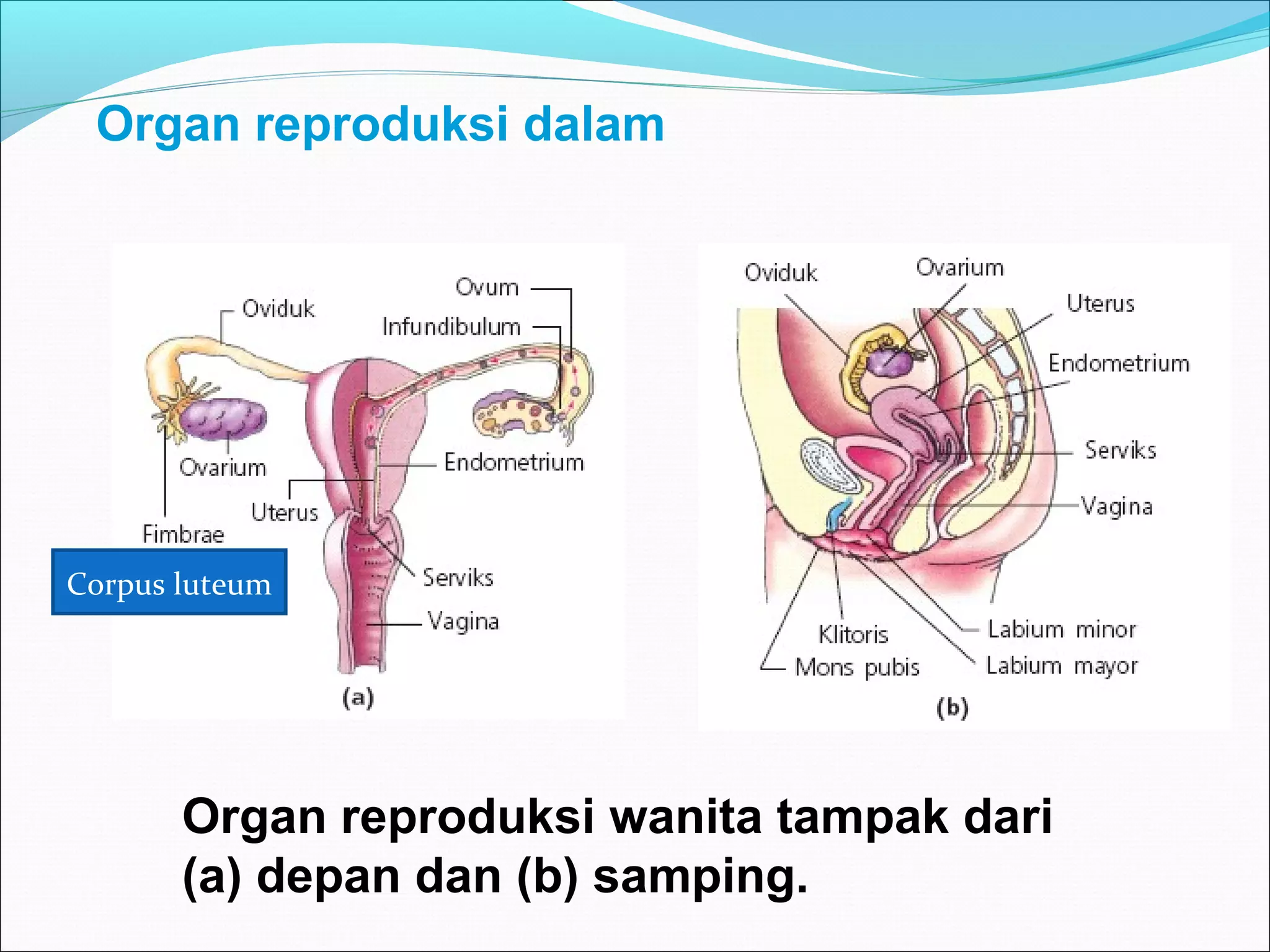 Bab 11 sistem reproduksi manusia | PPT