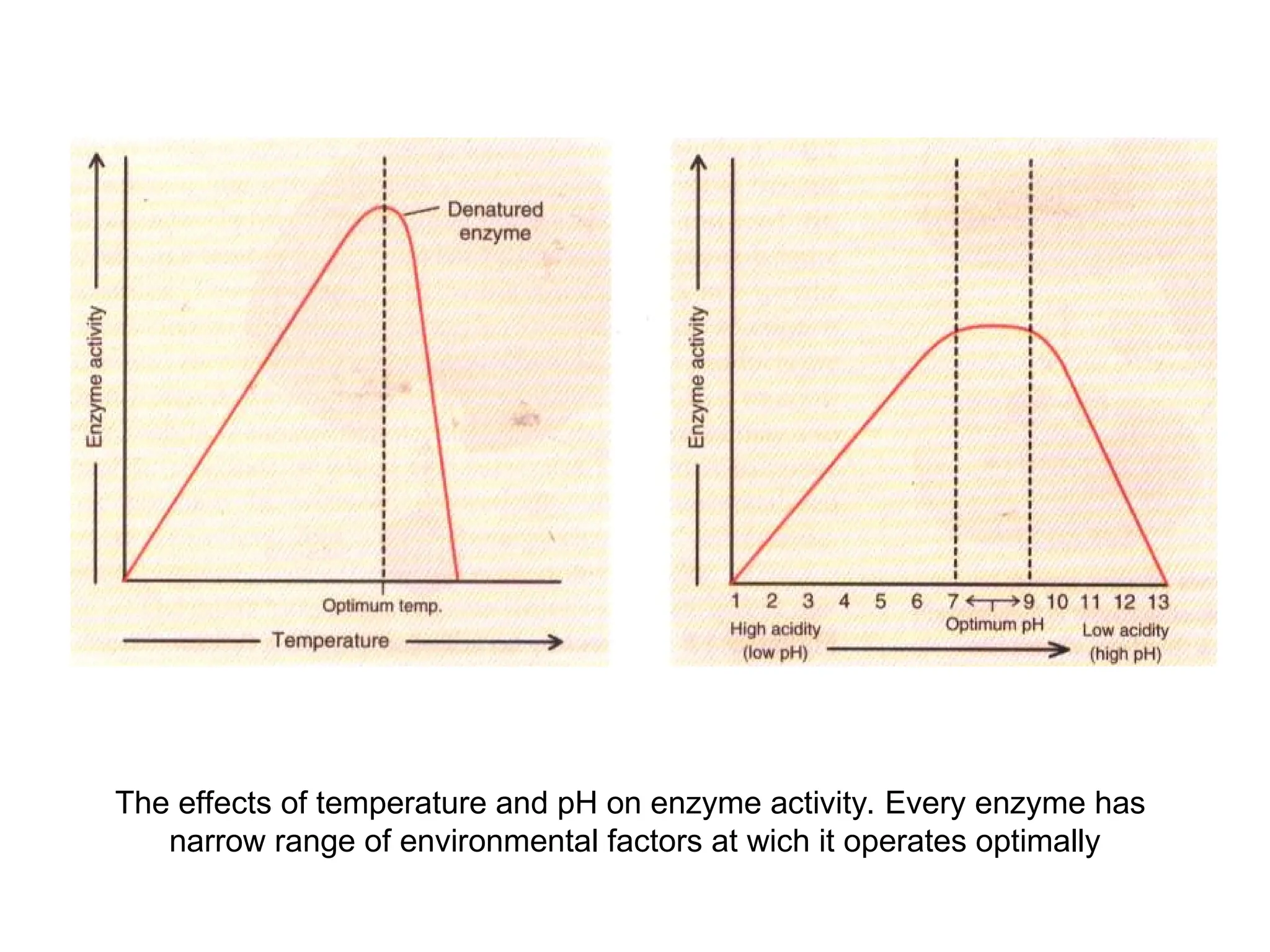 BAB 12.ENZIM DAN PENGENDALIAN pada hewan dan tumbuhan | PPT