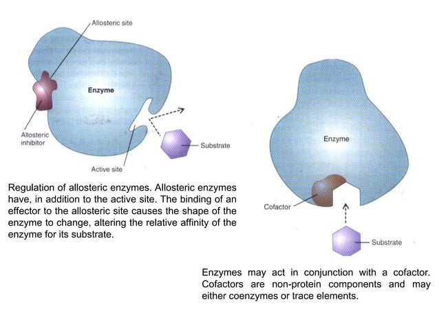BAB 12.ENZIM DAN PENGENDALIAN pada hewan dan tumbuhan | PPT