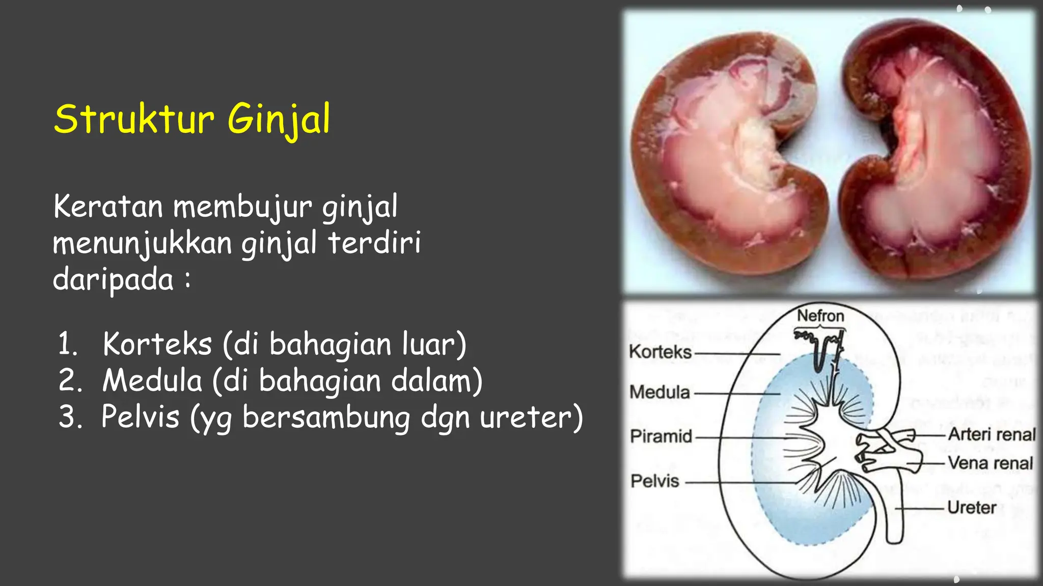 Bab 13 homeostasis dan sistem urinari nota mudah belajar | PPTX