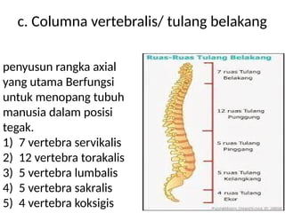 BAB 1 ANATOMI FISIOLOGI TULANG DAN OTOT.pptx