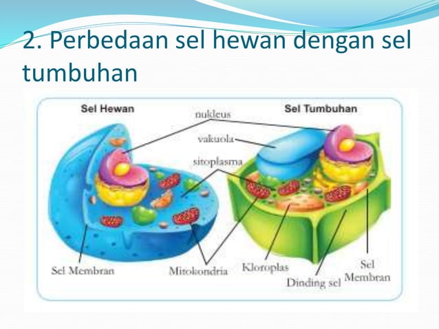 Bab 1 B. sel hewan dan tumbuhan.....pptx