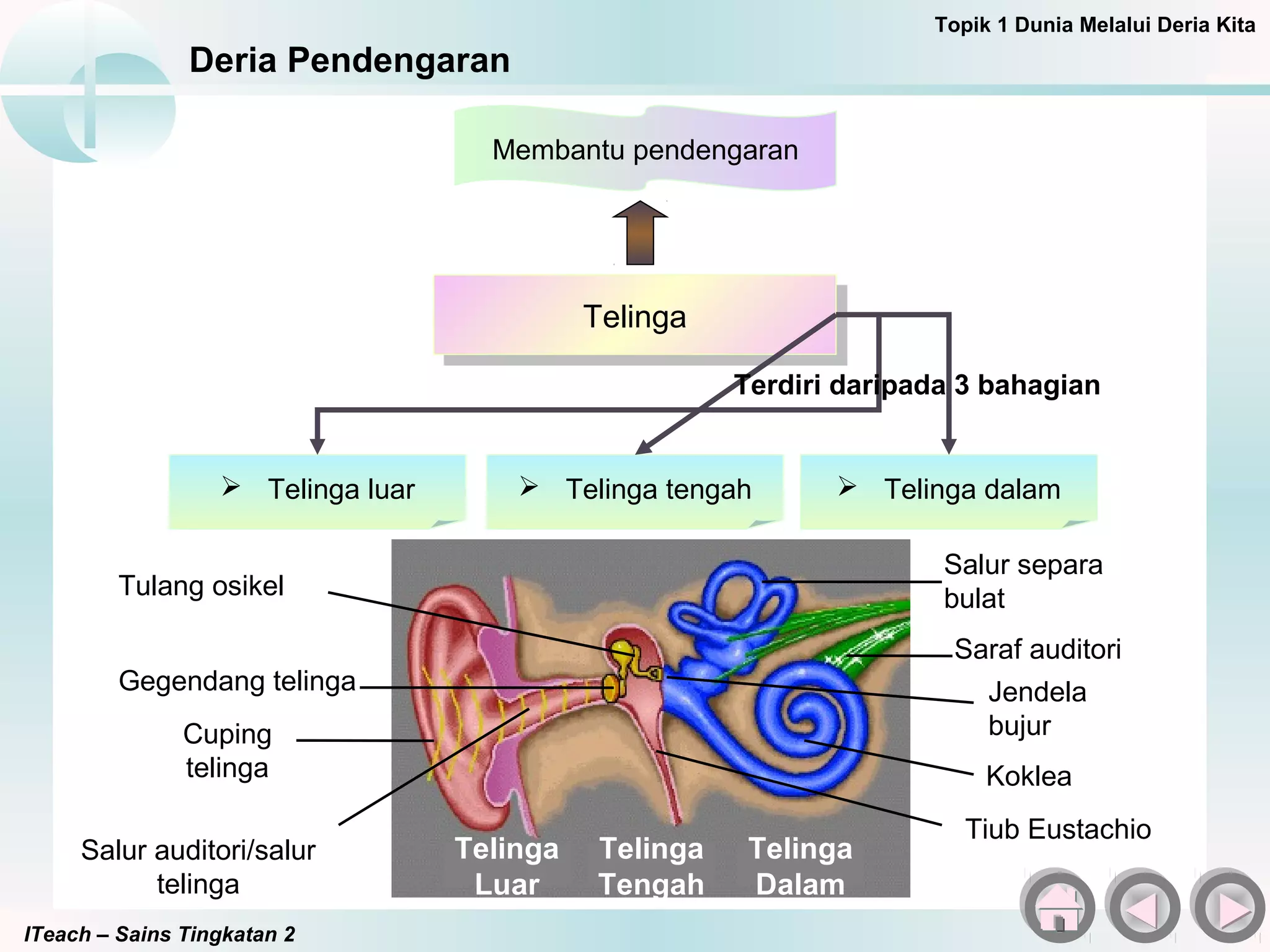 Bab 1 Dunia Melalui Deria Kita | PPT
