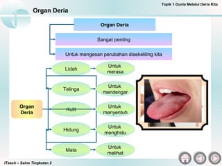 Bab 1 Dunia Melalui Deria Kita | PPT