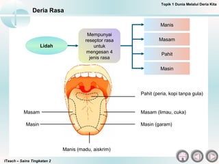 Bab 1 Dunia Melalui Deria Kita | PPT