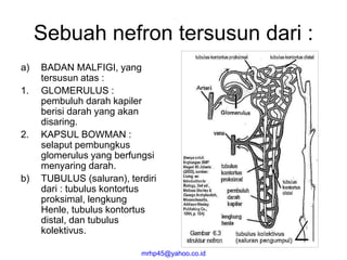 Sistem Ekskresi (Pengeluaran) pada Manusia.ppt
