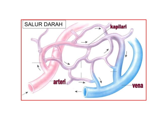 BAB 1 LUKA DAN PENDARAHAN DALAM PERTOLONGAN CEMAS | PPT
