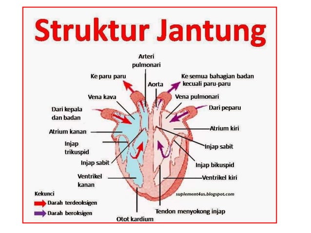 BAB 1 LUKA DAN PENDARAHAN DALAM PERTOLONGAN CEMAS | PPT