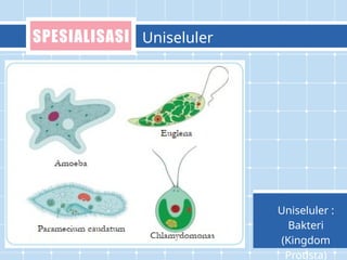 BAB 1. Mikroskop, Mengenal Sel Hewan dan Sel tumbuhan.pptx