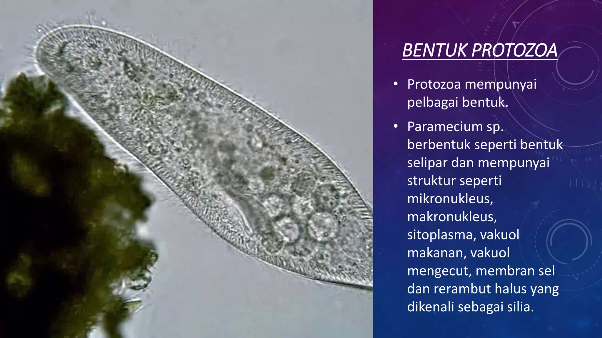 BAB 1 MIKROORGANISMA.pptx