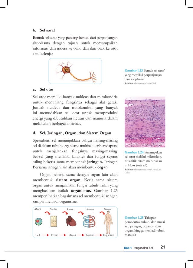 Bab 1 Pengenalan Sel.pdf