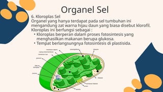 bab 1 pengenalan sel 2 materi ipa kelas 7 | PPTX