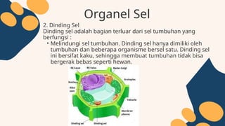 bab 1 pengenalan sel 2 materi ipa kelas 7 | PPTX