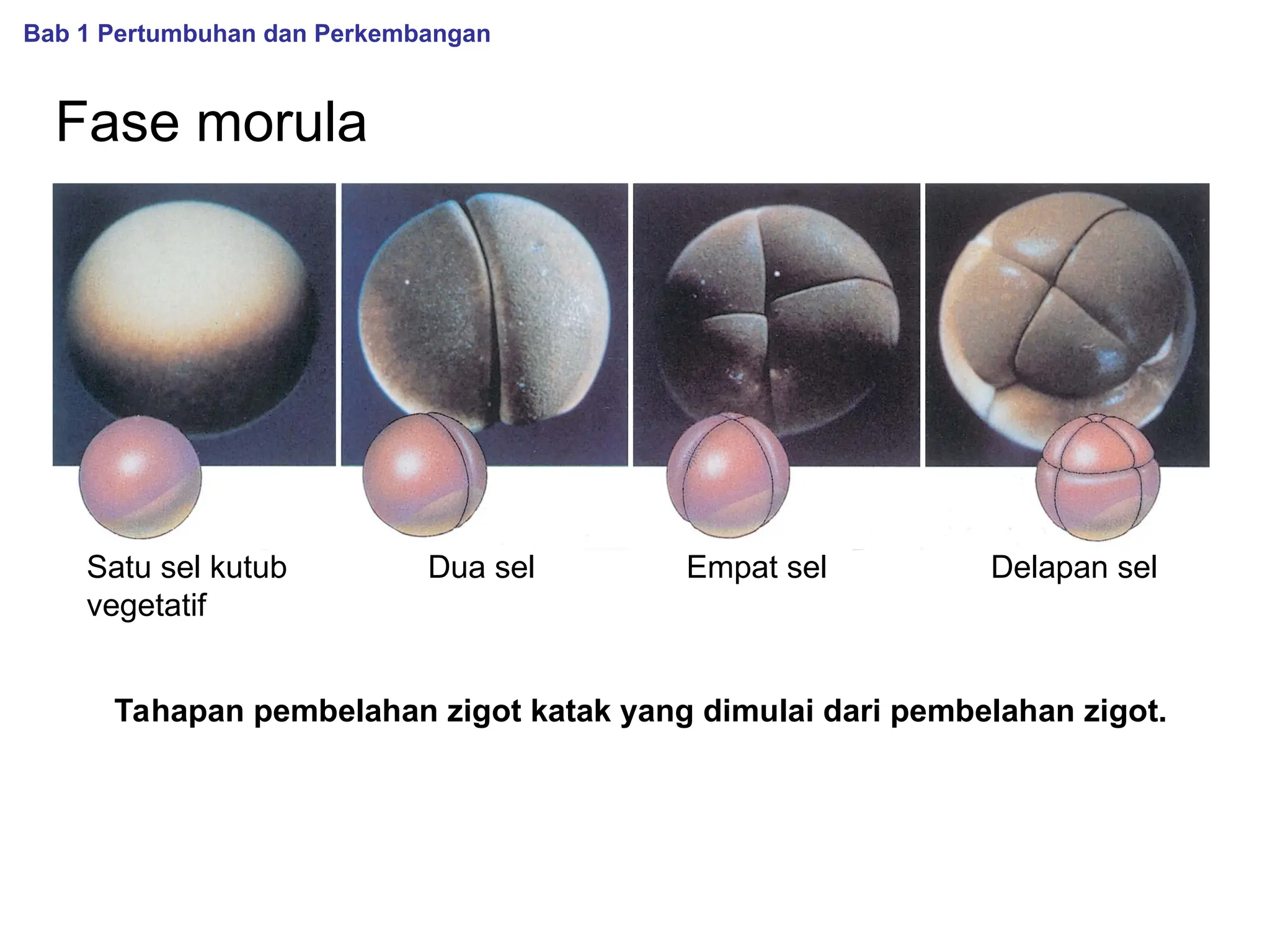 Pertumbuhan dan perkembangan makhluk hidup | PPT