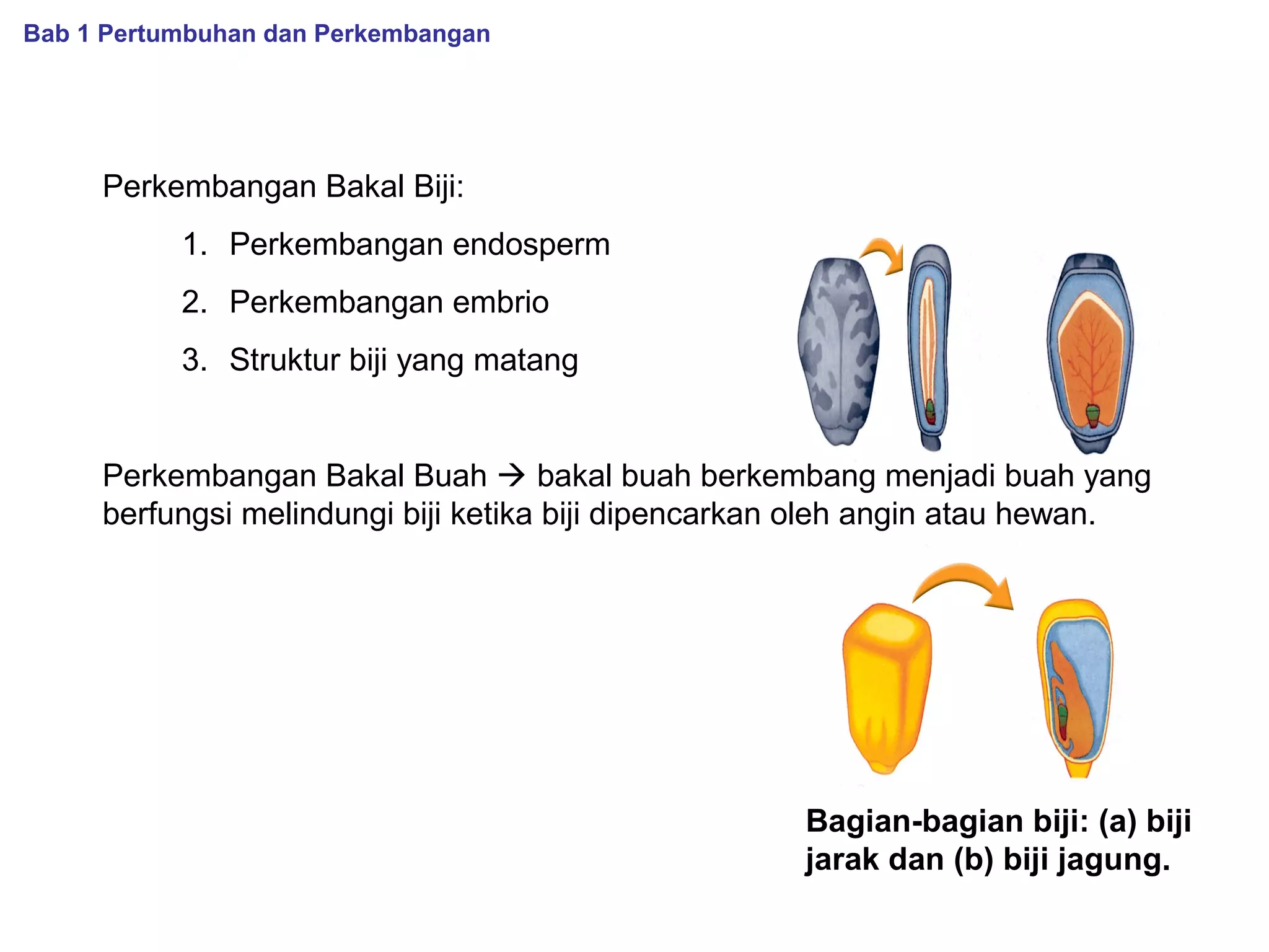 pertumbuhan dan perkembangan | PPT