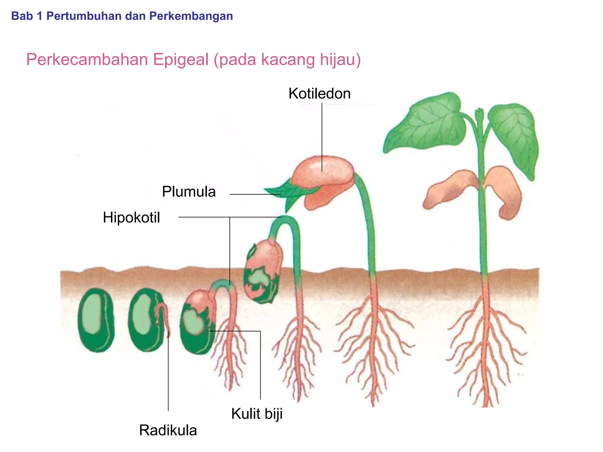 pertumbuhan dan perkembangan | PPT