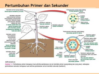Bab 1 pertumbuhan dan perkembangan tumbuhan kelas XII SMA IPA | PPT