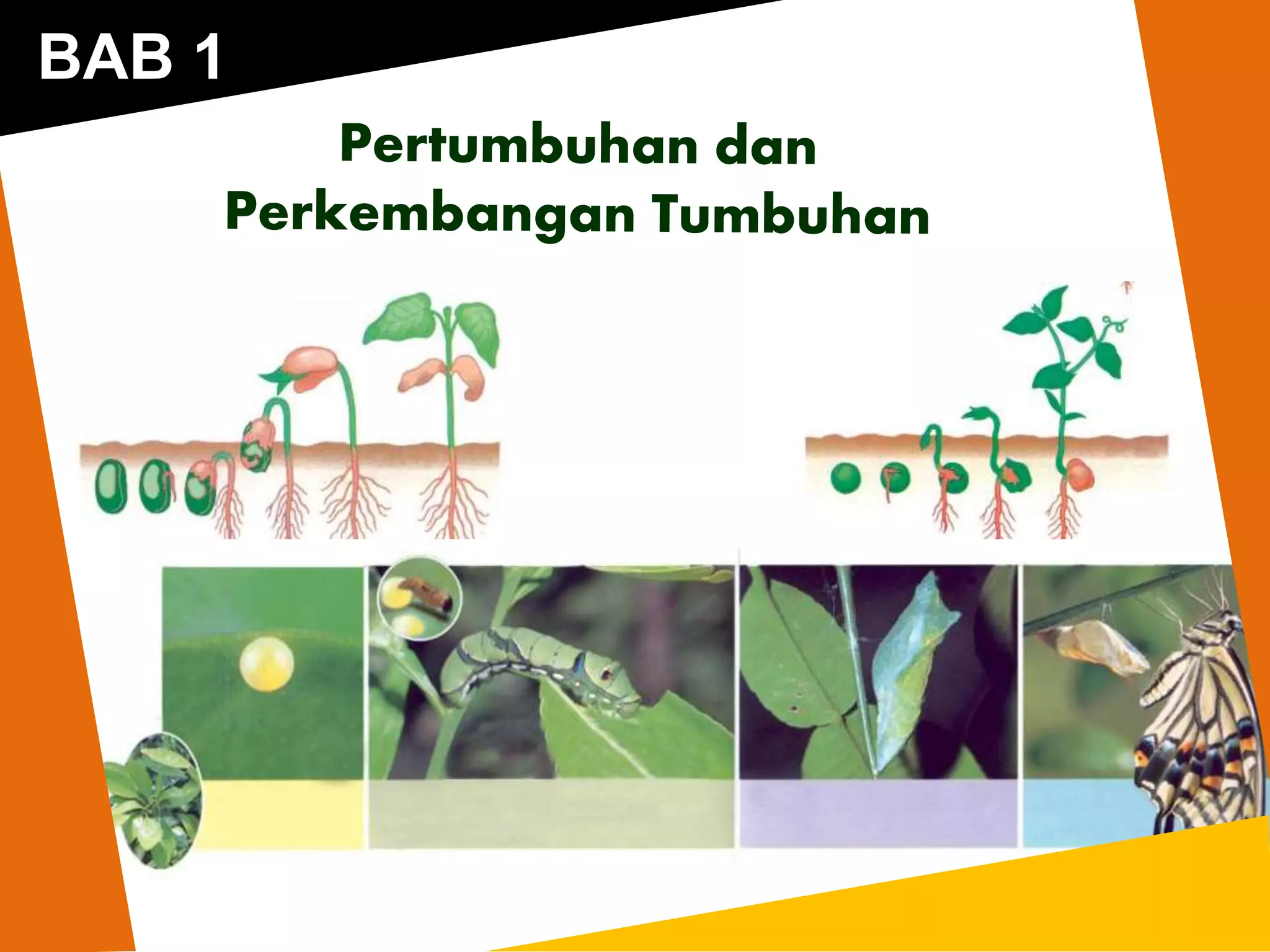 Bab 1 pertumbuhan dan perkembangan tumbuhan | PPTX